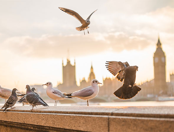 Special Offers | Luxury Hotels in London | Luxury Independent Hotels ... Special Offers | Luxury Hotels in London | Luxury Independent Hotels ...